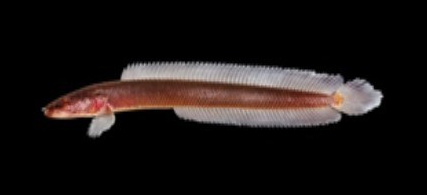 Subterranean Snakehead Fish: Floods reveal hidden ecosystem ...
