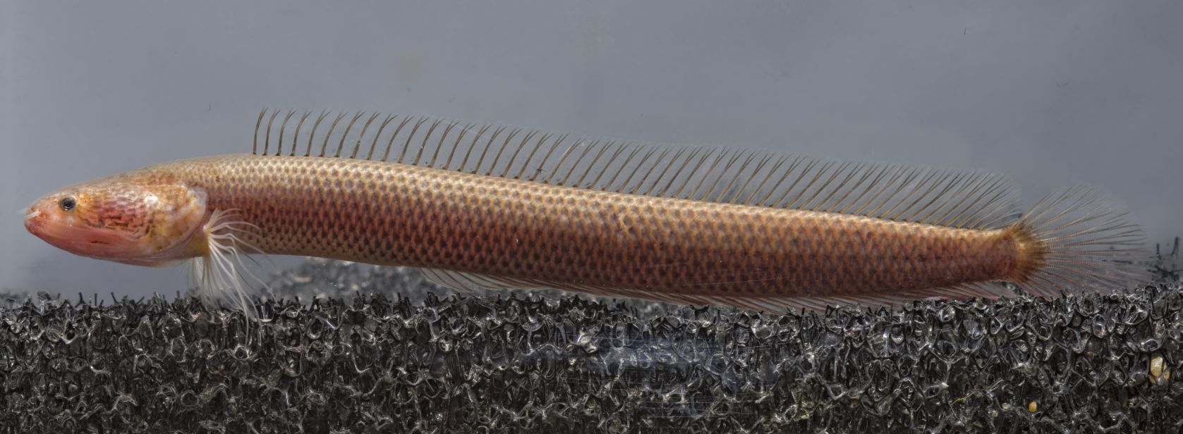 Mahabali in a Well: new snakehead fish – STEAMindiaReports