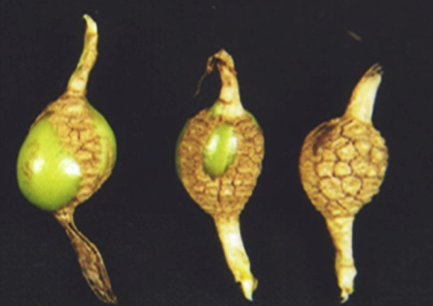 Pesticide that doesn’t leave residue on cardamom – STEAMindiaReports