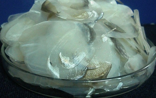 Funds from Fish Scales – STEAMindiaReports