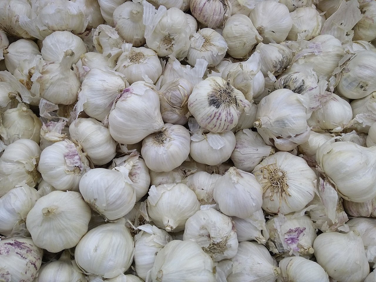 Garlic Quality and Yield: effects of sulphur – STEAMindiaReports