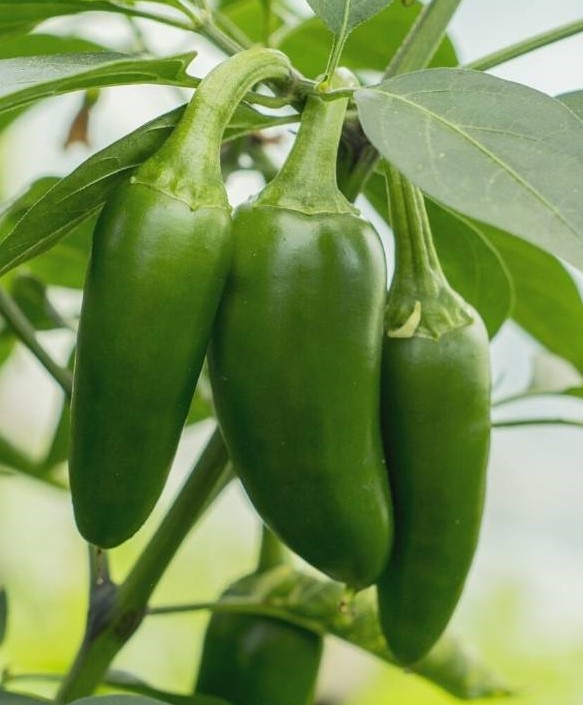 Bullet Chilli Seeds – STEAMindiaReports