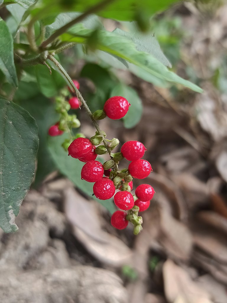 Bloodberry: Rich in Omega Fatty Acids and Antioxidants – STEAMindiaReports