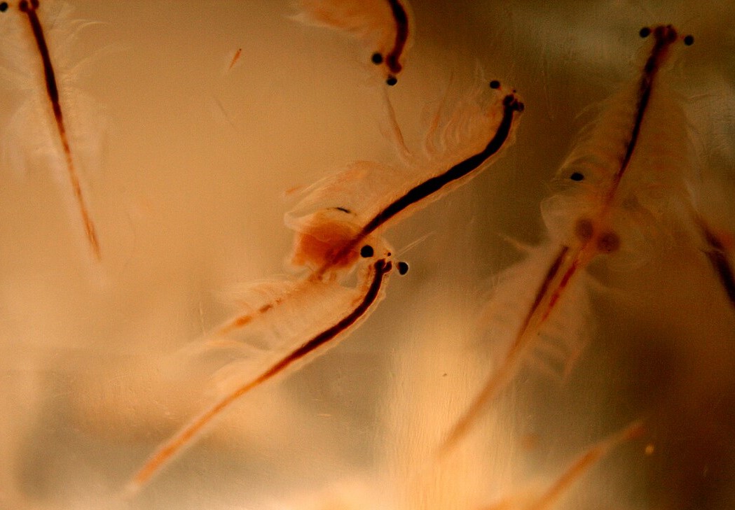 Protecting brine shrimp from vibriosis: Probiotic bacteria ...