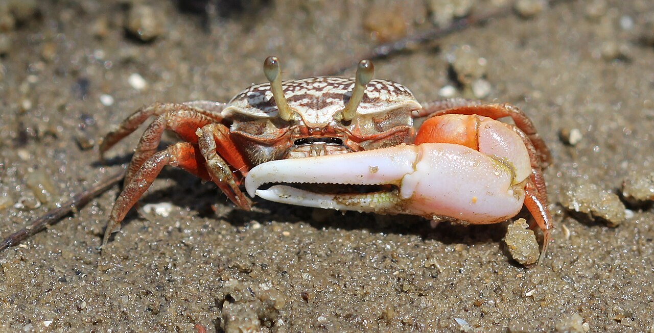 Crab diversity in the estuaries of Kerala – STEAMindiaReports