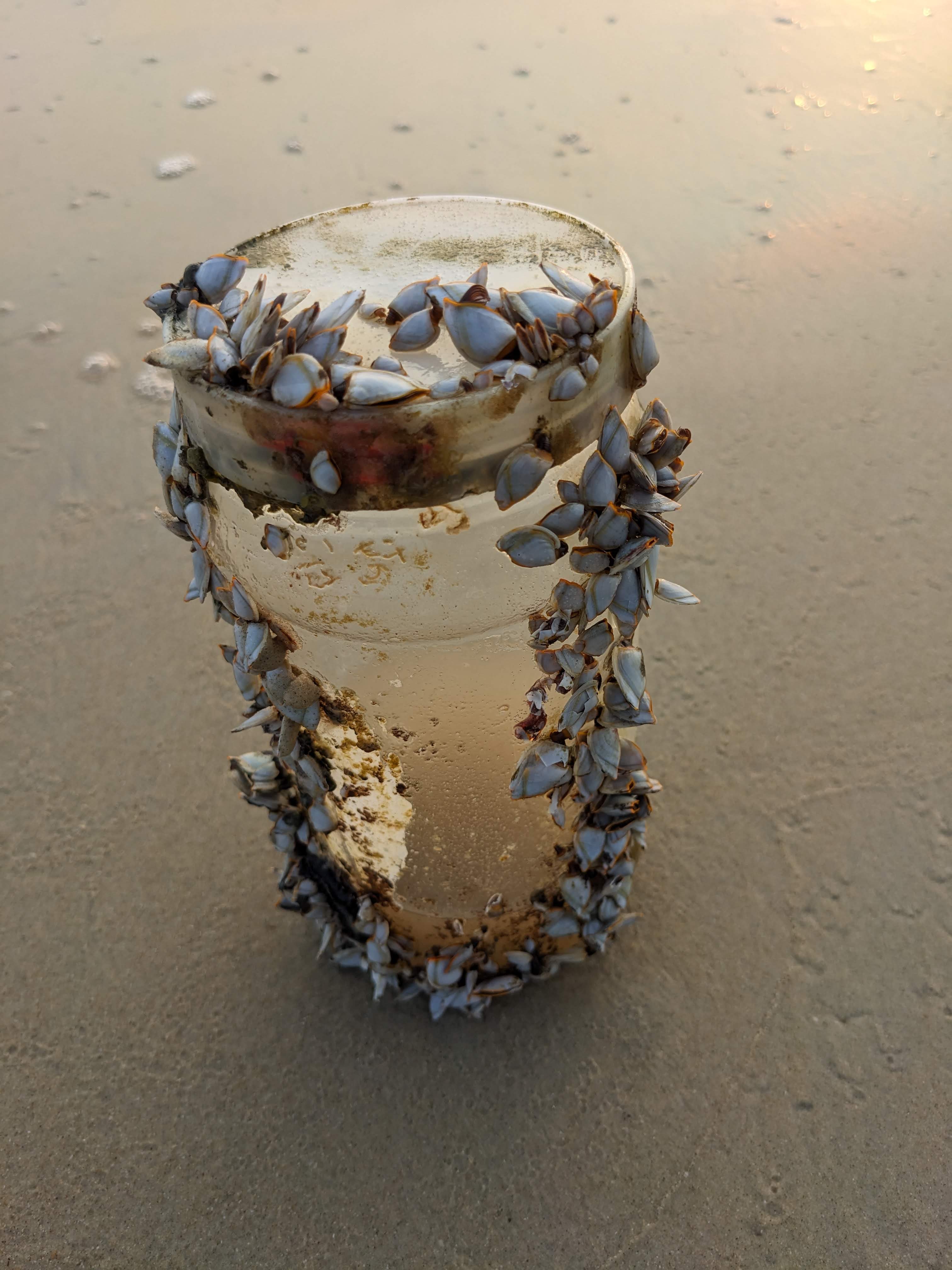 Mussel-inspired Adhesives – STEAMindiaReports